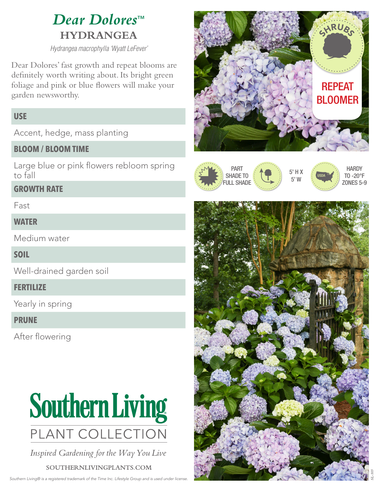 Southern Living Plant Collection 25642 2 Gal. Dear Dolores Hydrangea ...