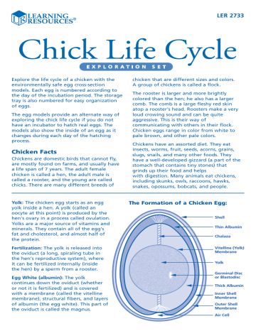 Learning Resources Chick Life Cycle Exploration Set Guide | Manualzz